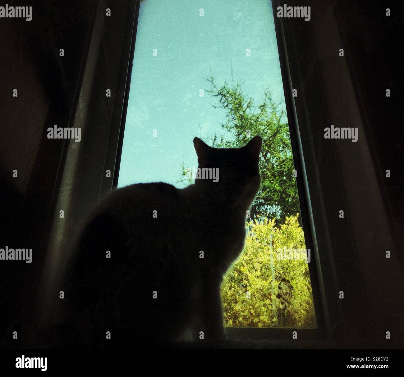 Silhouette cat sitting window hi-res stock photography and images - Alamy