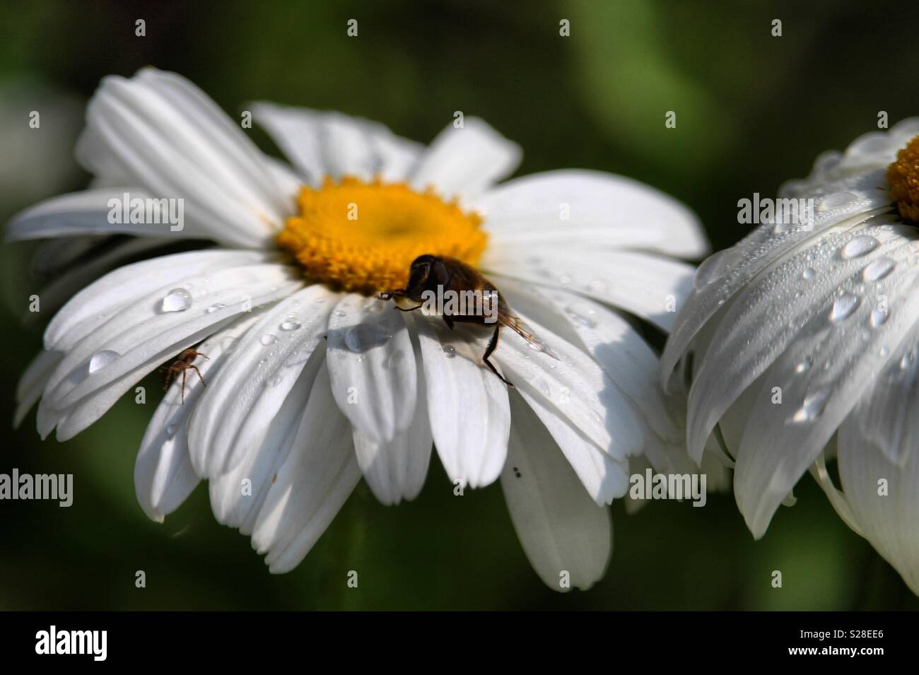 Water for insects hi-res stock photography and images - Alamy
