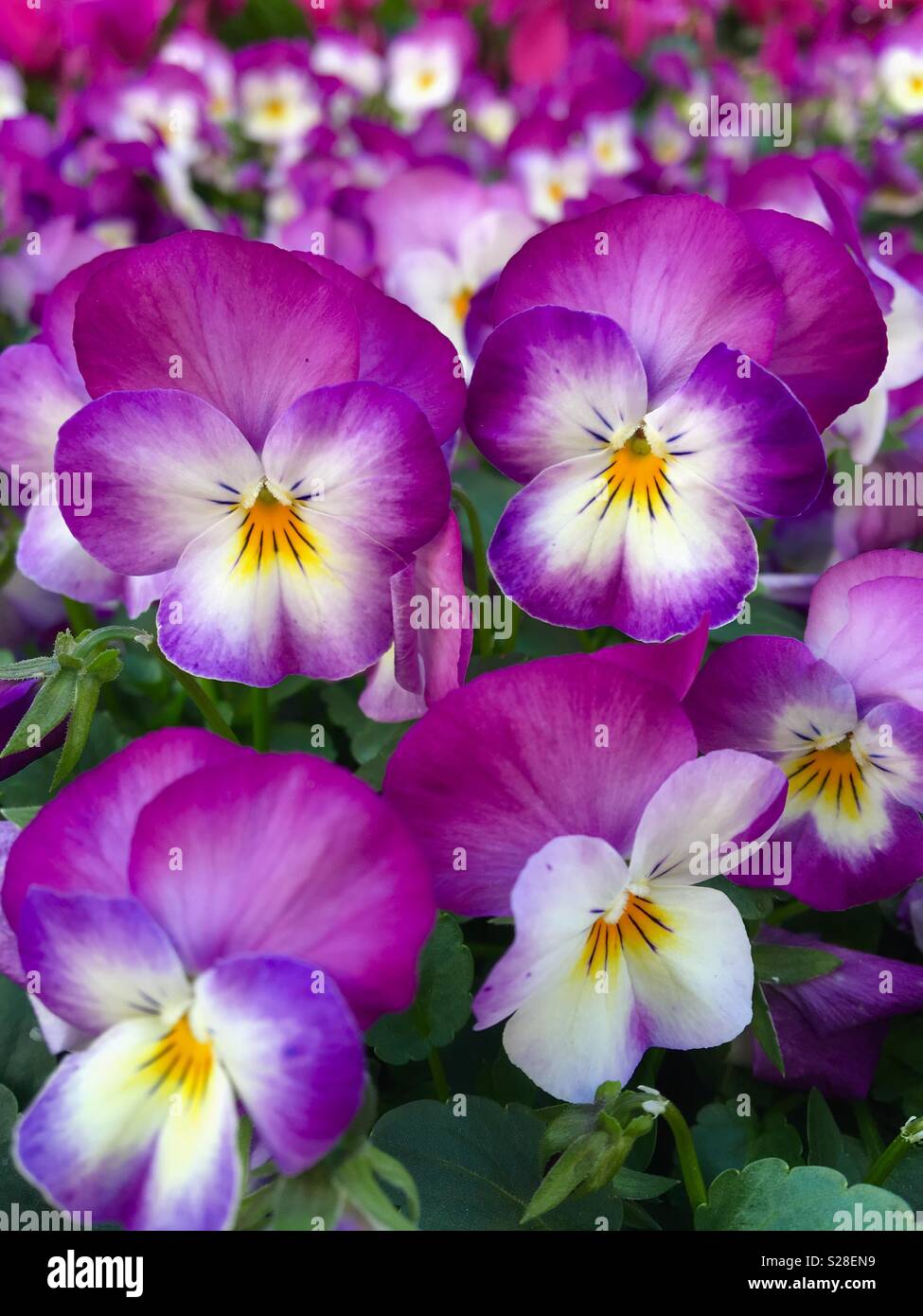 Viola flowers hi-res stock photography and images - Alamy