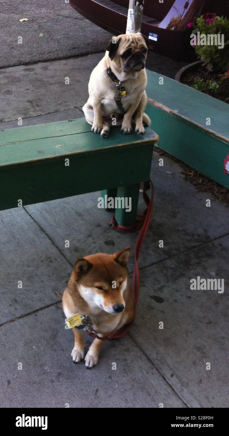 Patiently waiting dogs hi-res stock photography and images - Alamy