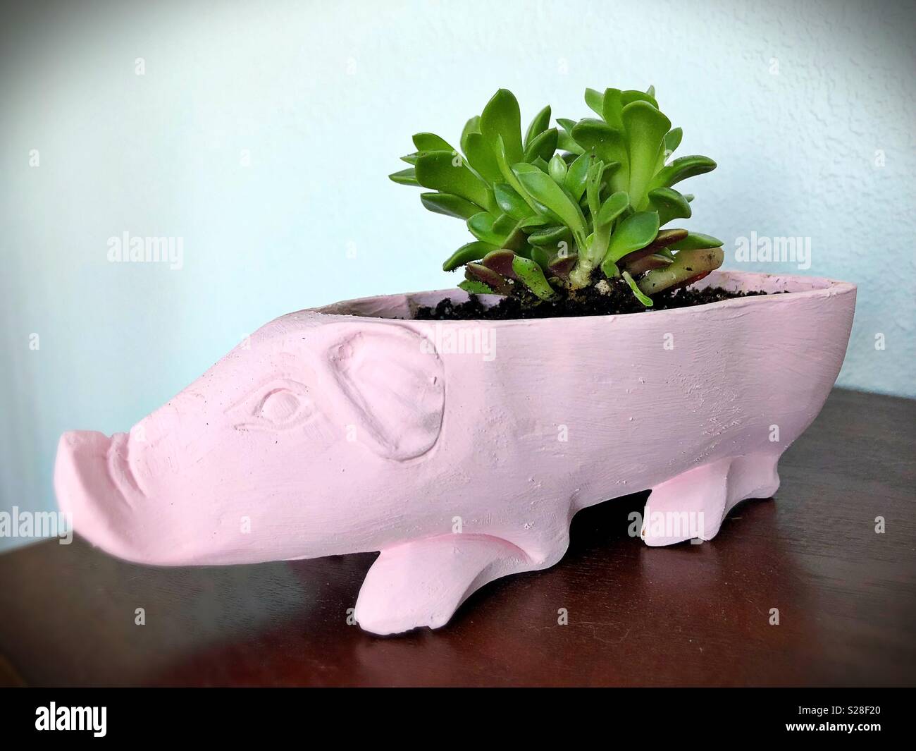 Pig planter hi-res stock photography and images - Alamy