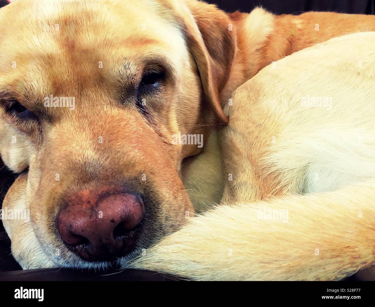 Labrador Ears High Resolution Stock Photography and Images - Alamy