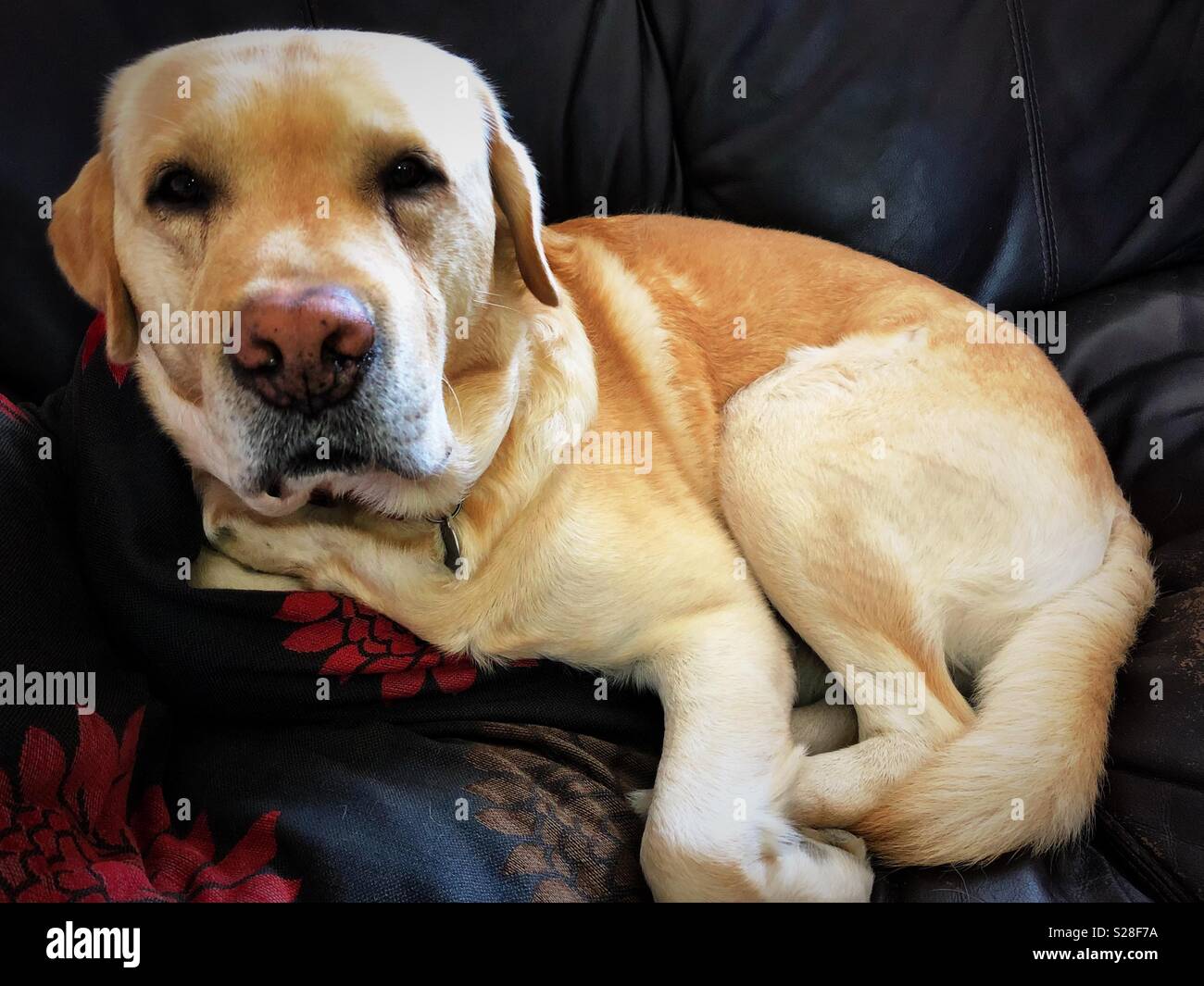 Yellow Labrador settling down and curling up for a sleep on a sofa ...