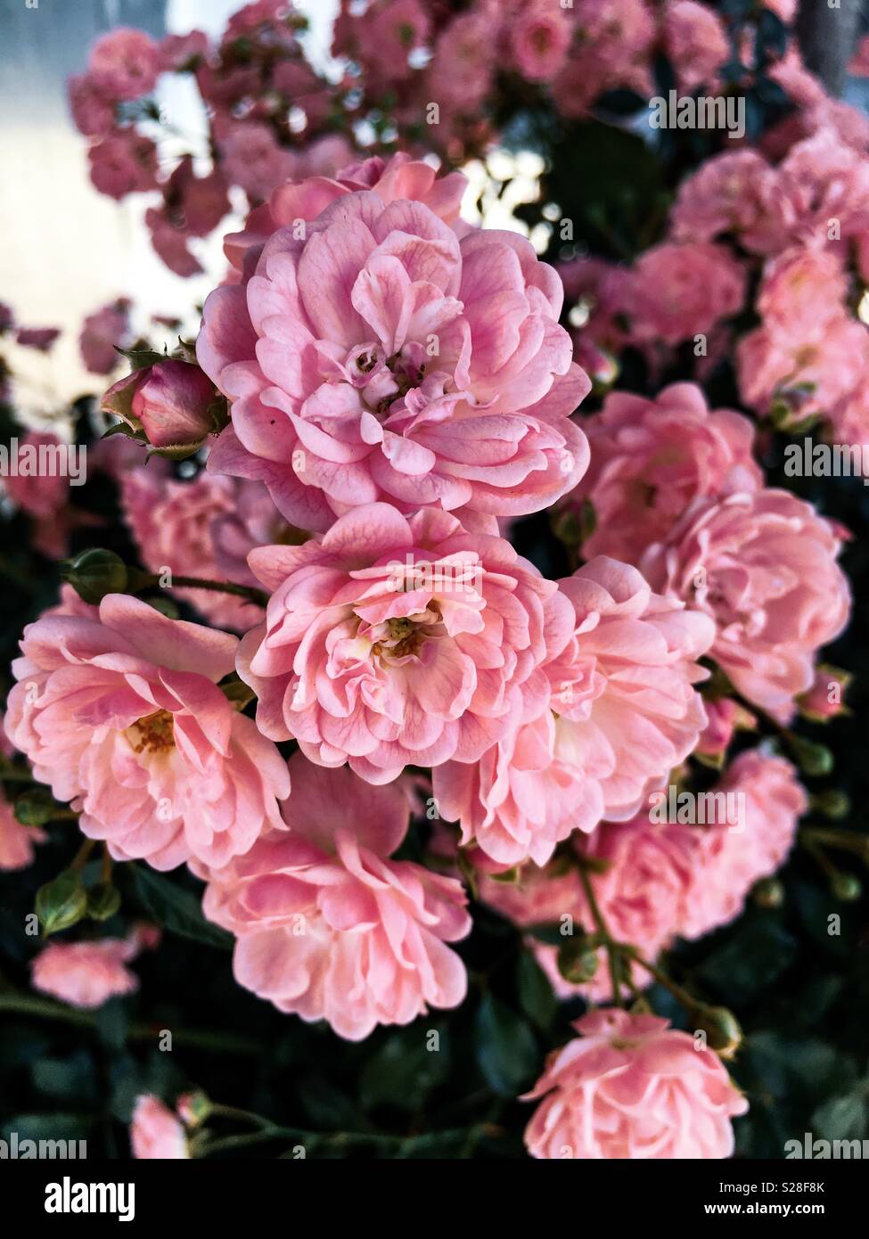 Pretty pink little roses Stock Photo - Alamy