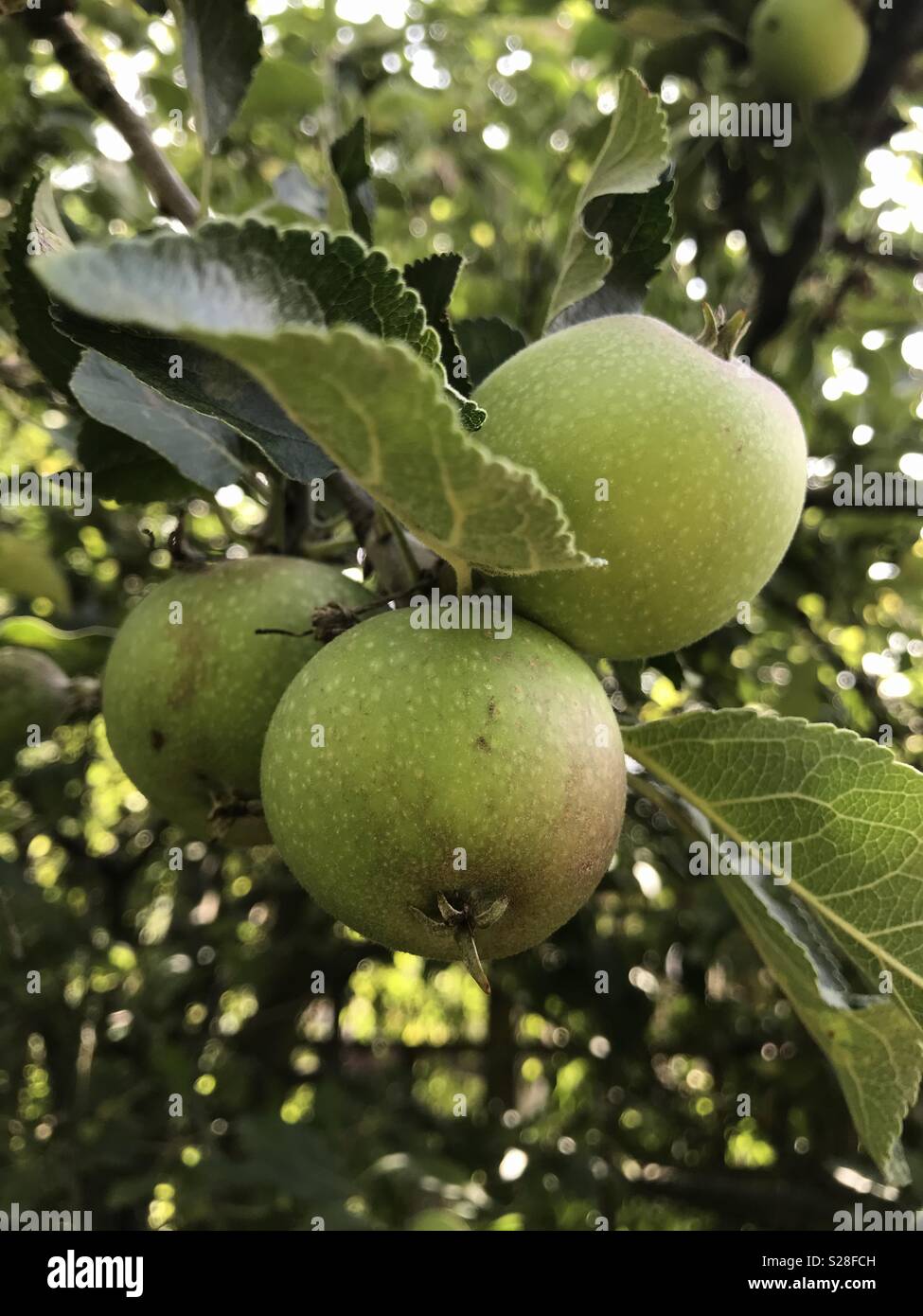 Fruiting apple tree Stock Photo - Alamy