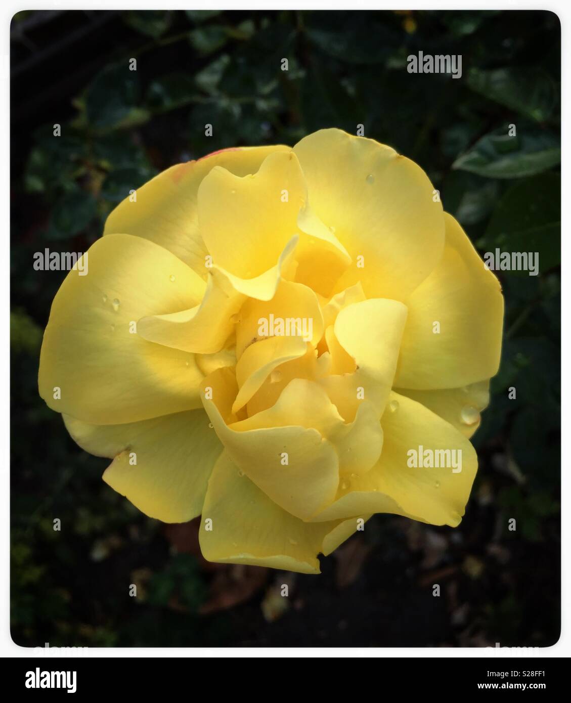 Golden Yellow Rose Stock Photos & Golden Yellow Rose Stock Images - Alamy