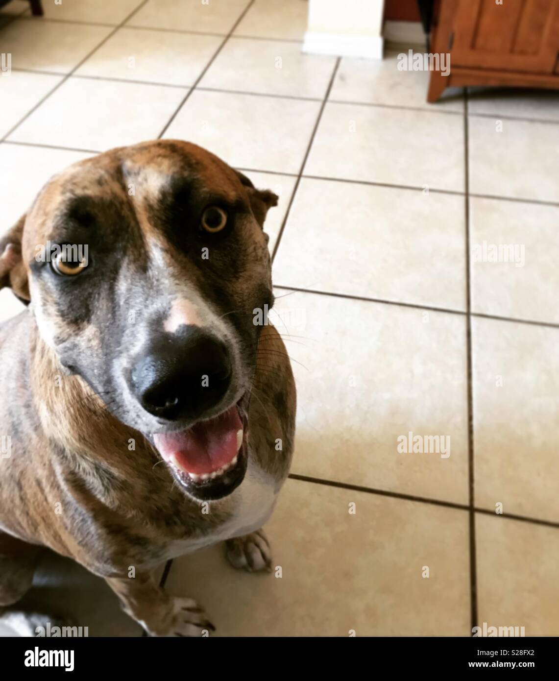 Smiling dog hi-res stock photography and images - Alamy