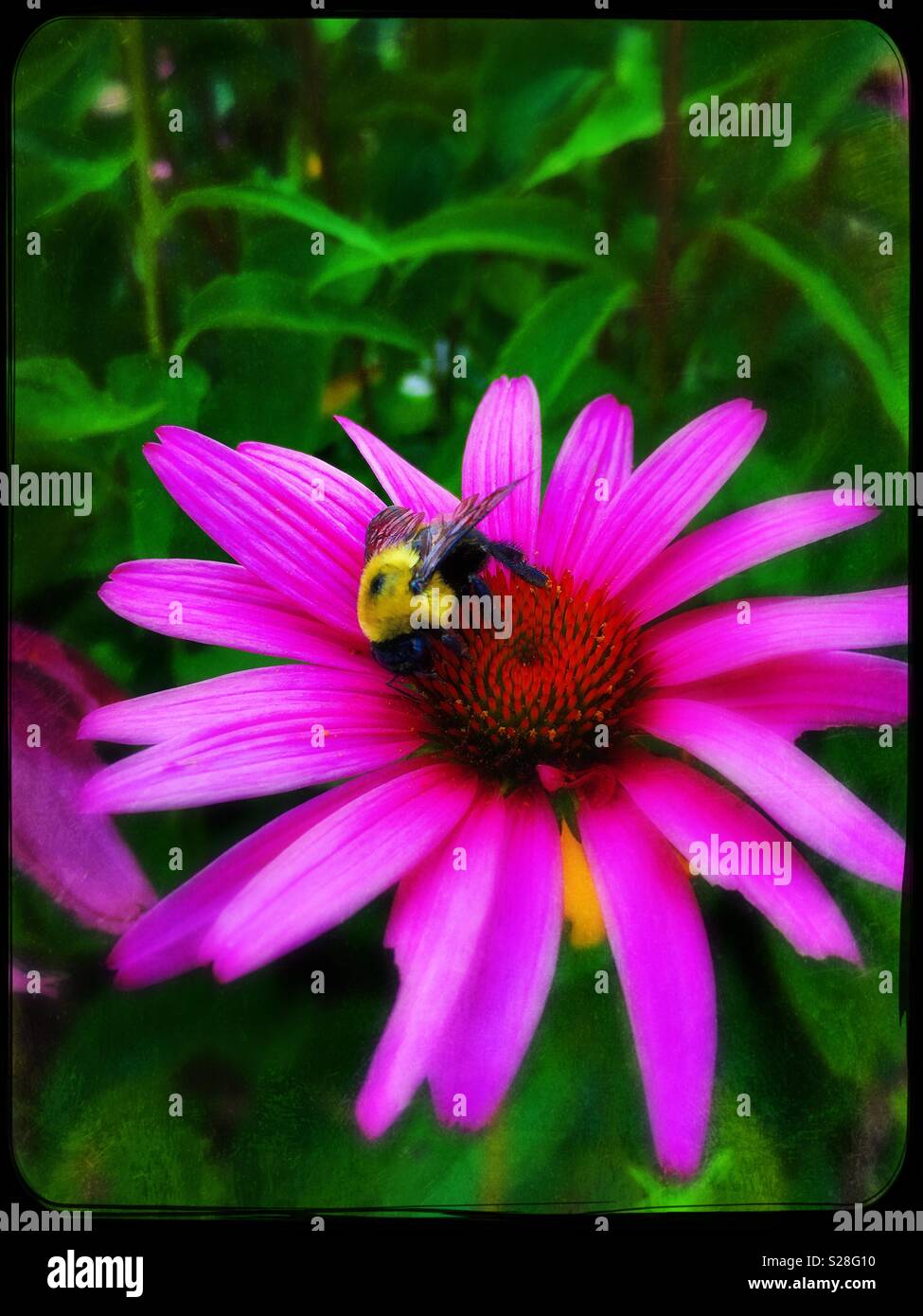 Bee on daisy Stock Photo - Alamy