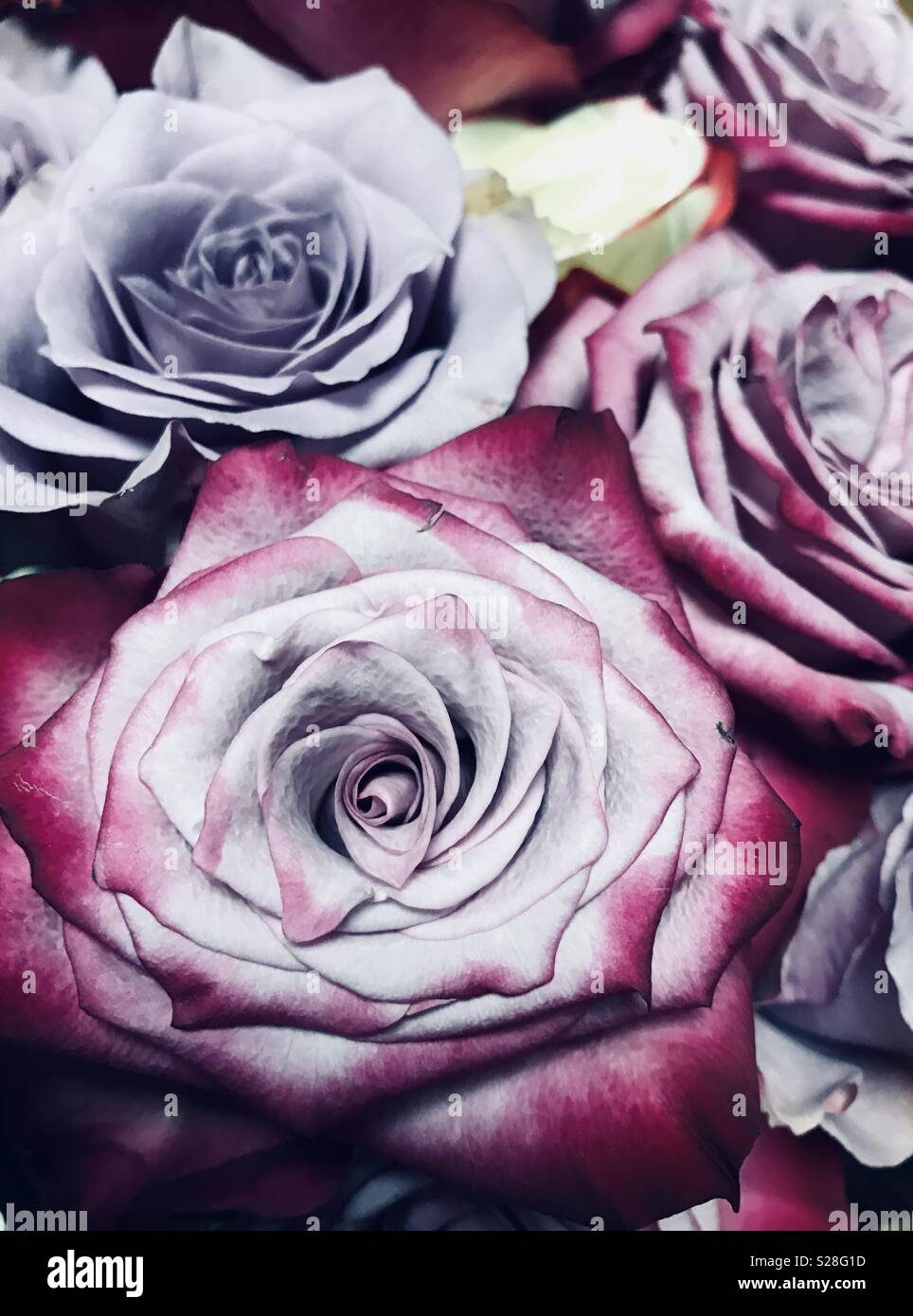 Big headed roses hi-res stock photography and images - Alamy