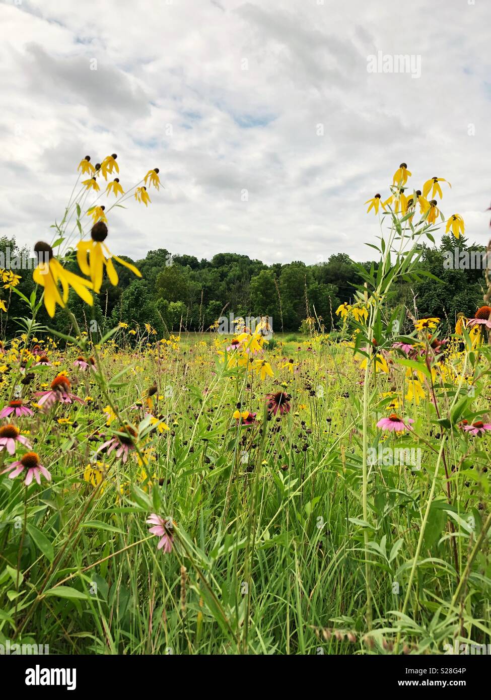 Native prairie hi-res stock photography and images - Alamy