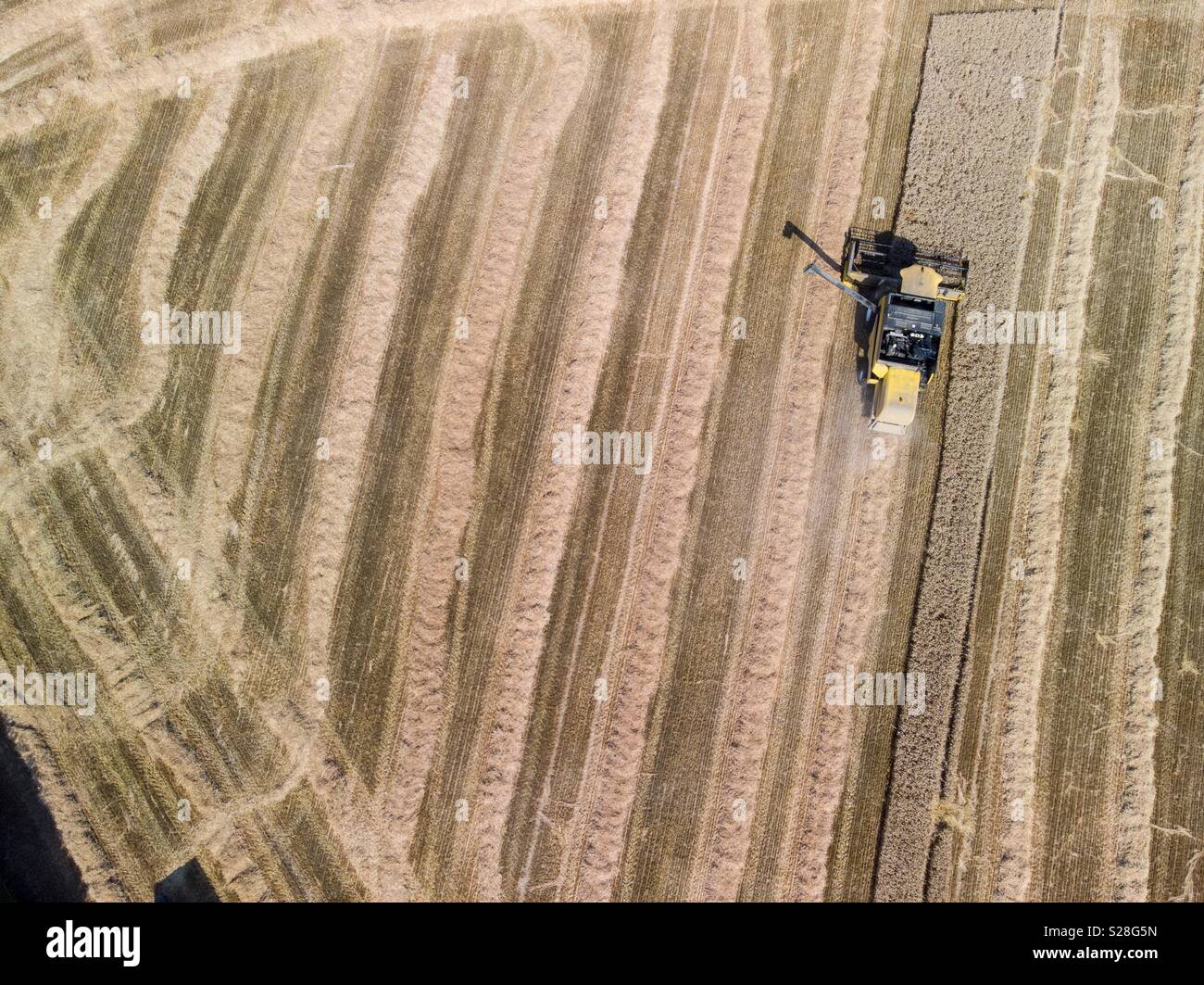Combine harvester cutting corn Stock Photo - Alamy
