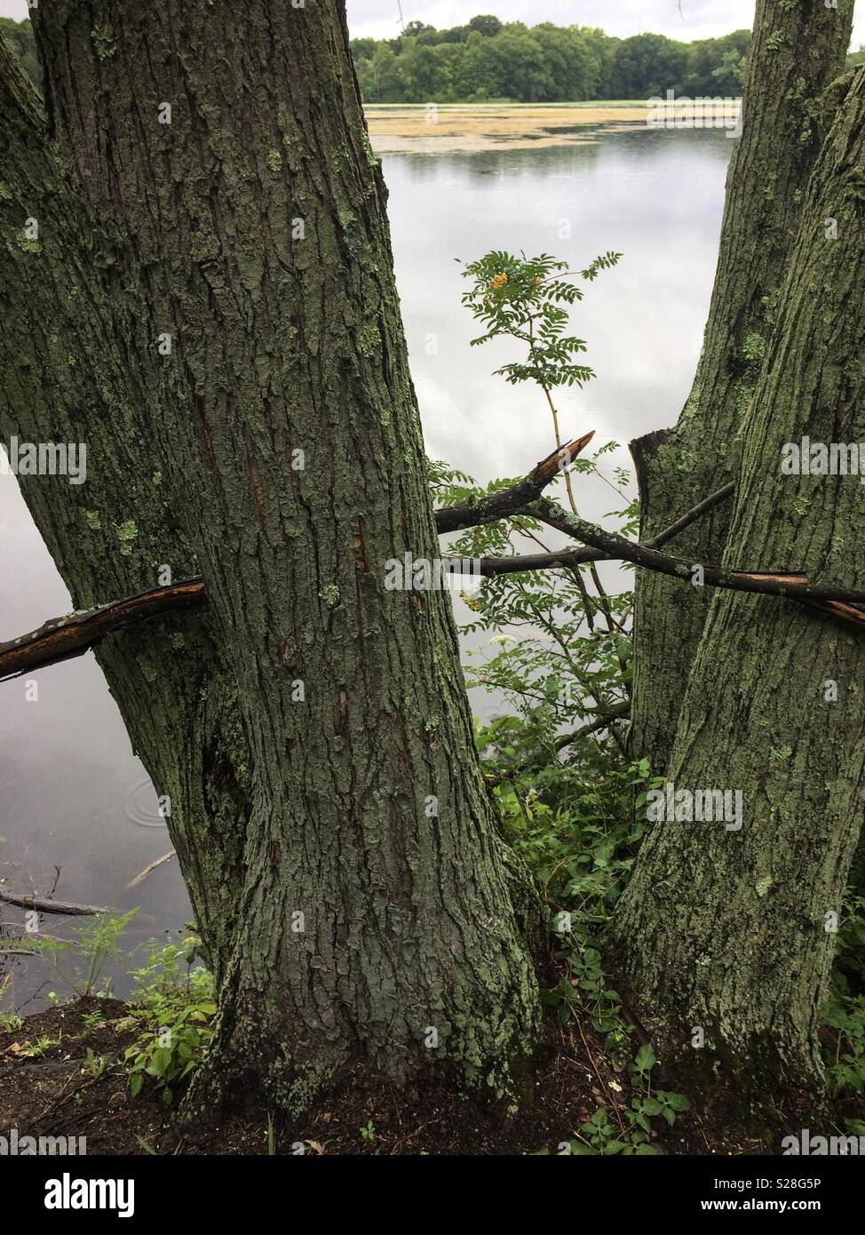 Tree by water Stock Photo - Alamy