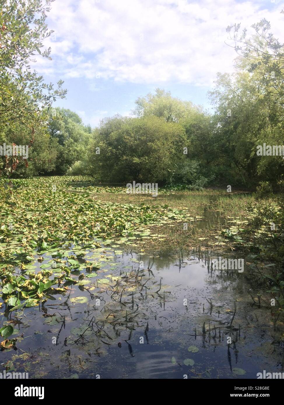 Pond scene hi-res stock photography and images - Alamy