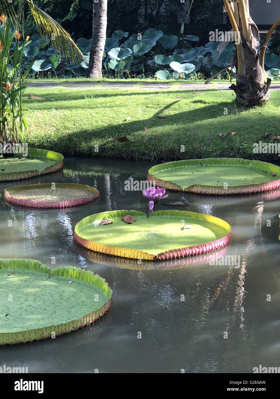 Giant palm lily hi-res stock photography and images - Alamy