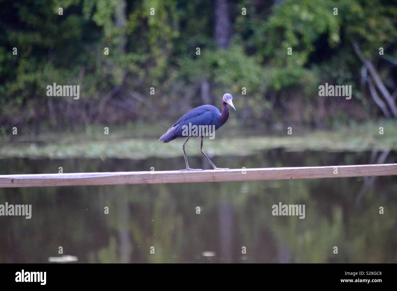 Bird on a beam hi-res stock photography and images - Alamy