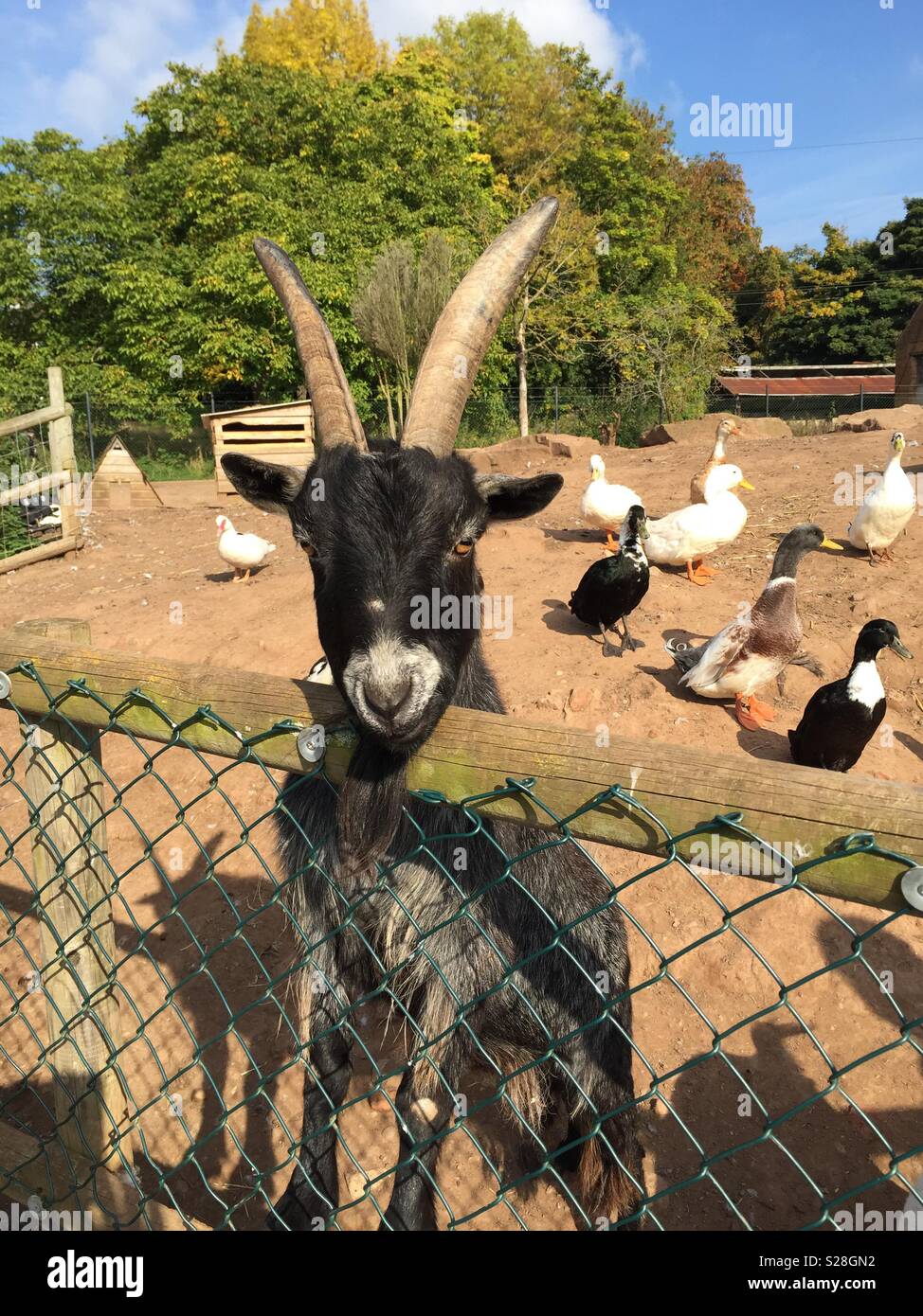Goat looking over fence hi-res stock photography and images - Alamy