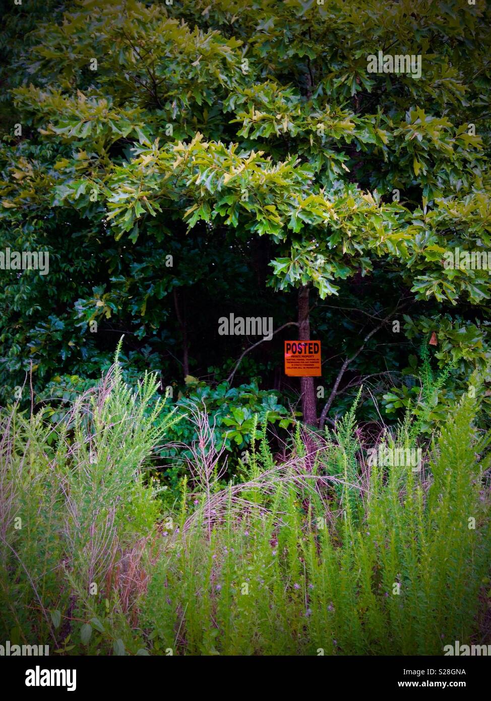 Orange "no trespassing" sign in North Carolina woods under oak tree ...