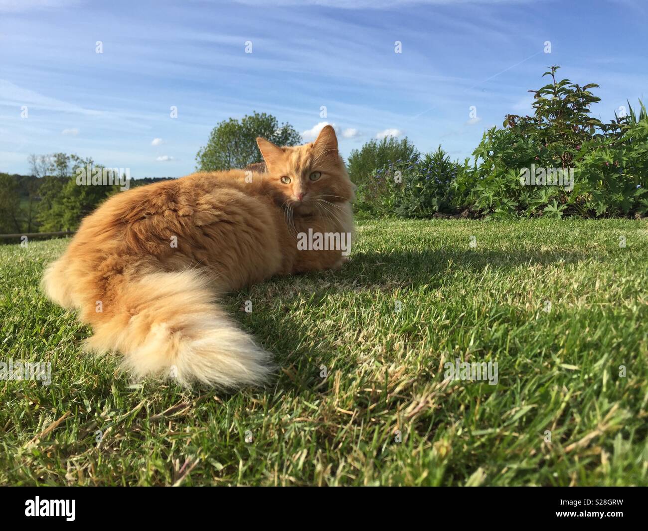 Charlie the cat hi-res stock photography and images - Alamy