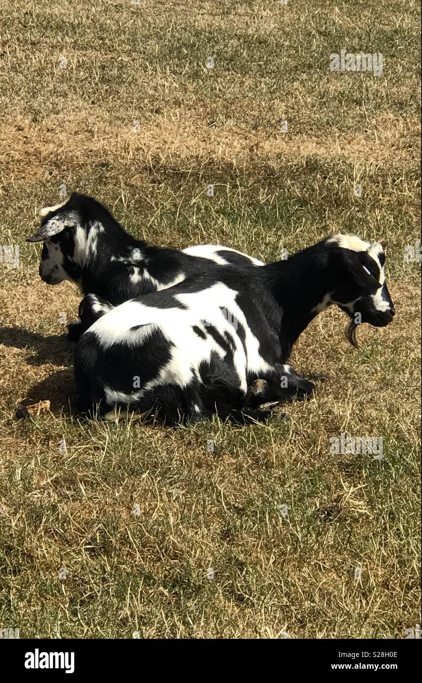 Two headed goat hi-res stock photography and images - Alamy
