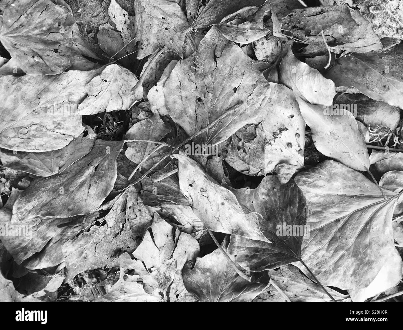 Old leaves hi-res stock photography and images - Alamy