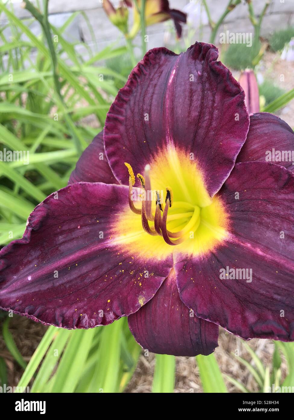 Two tone bloom hi-res stock photography and images - Alamy