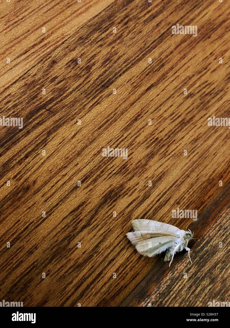Grain moth hi-res stock photography and images - Alamy