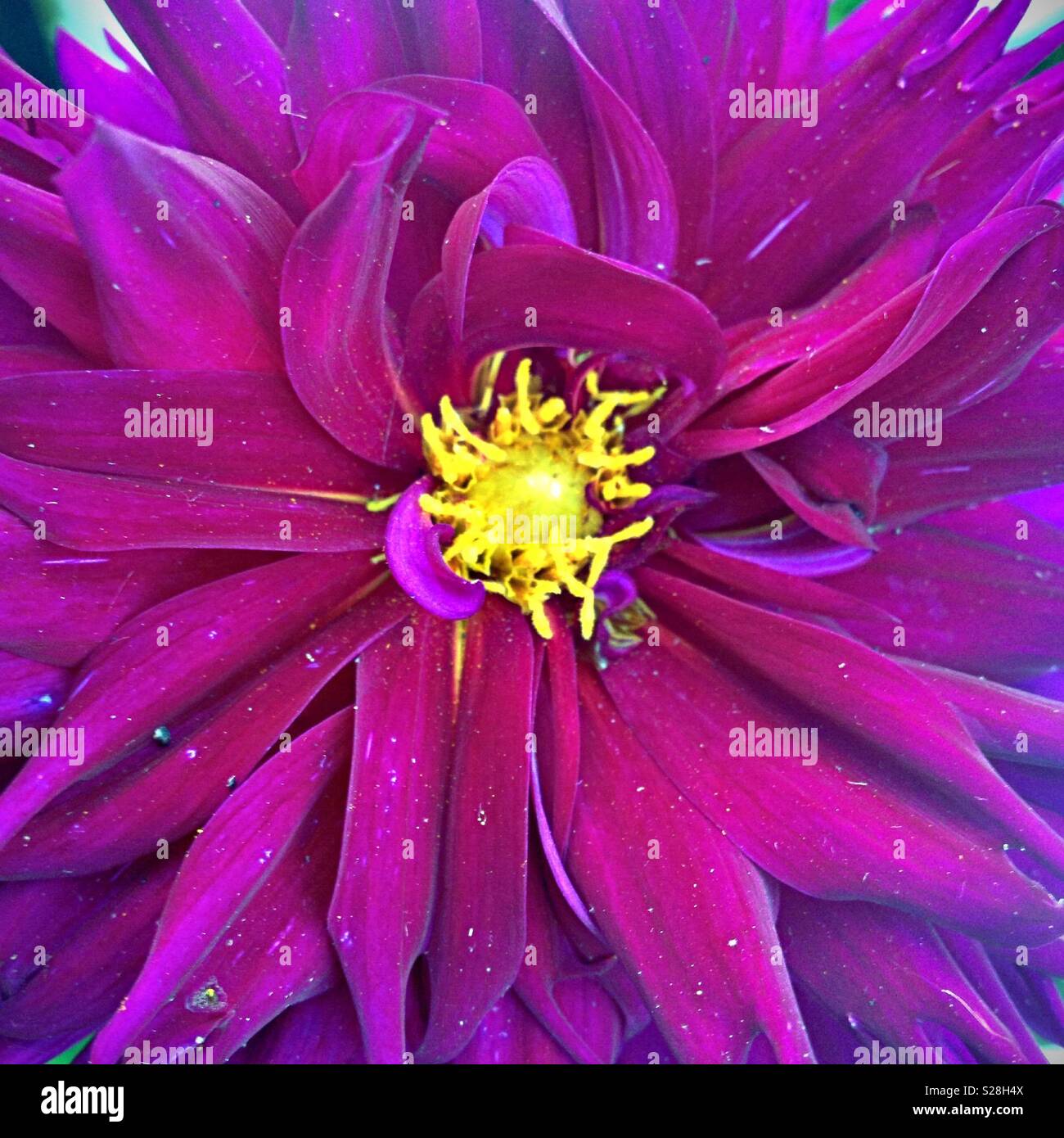 Dhalia flower hi-res stock photography and images - Alamy