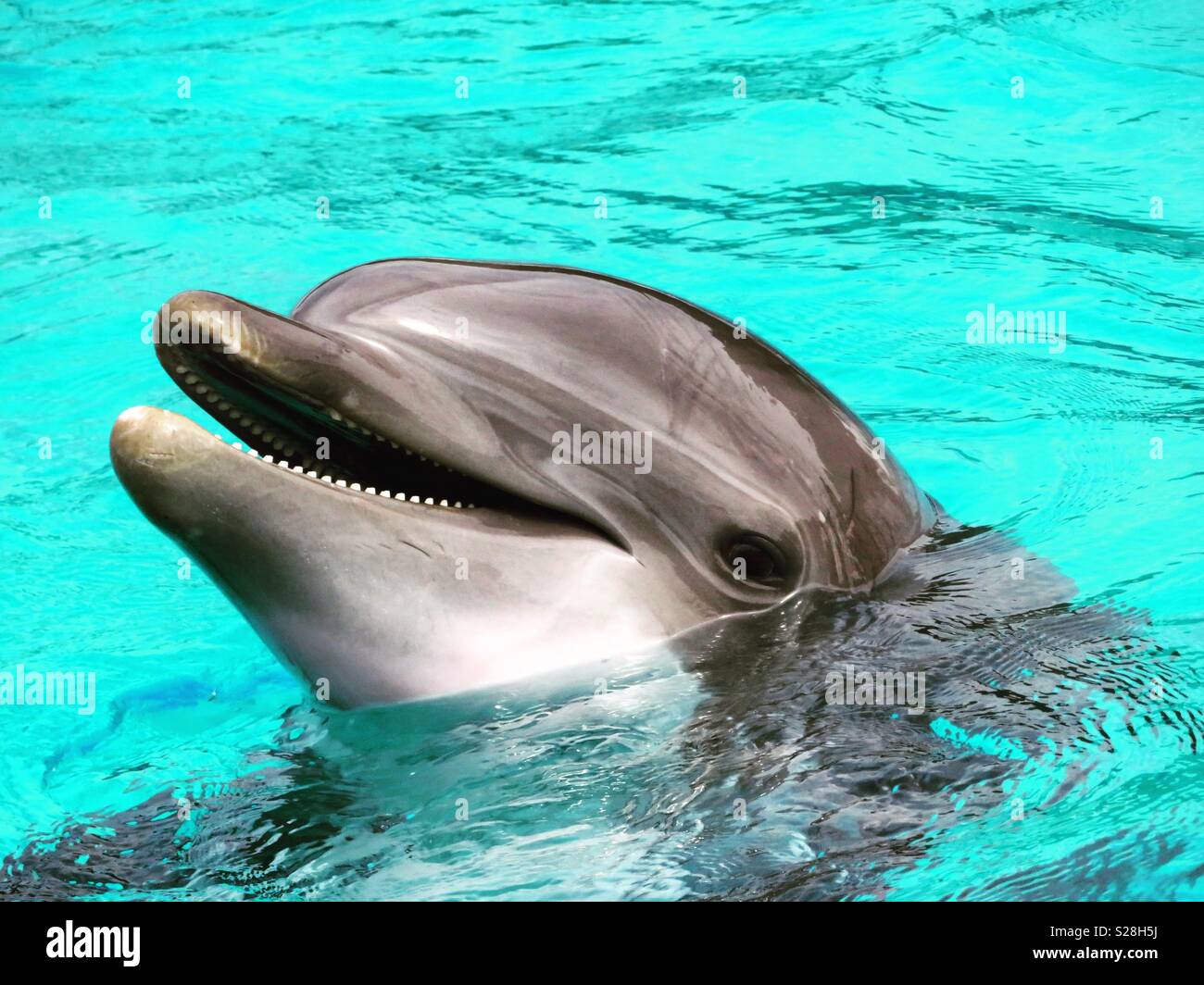 Dolphin head hi-res stock photography and images - Alamy