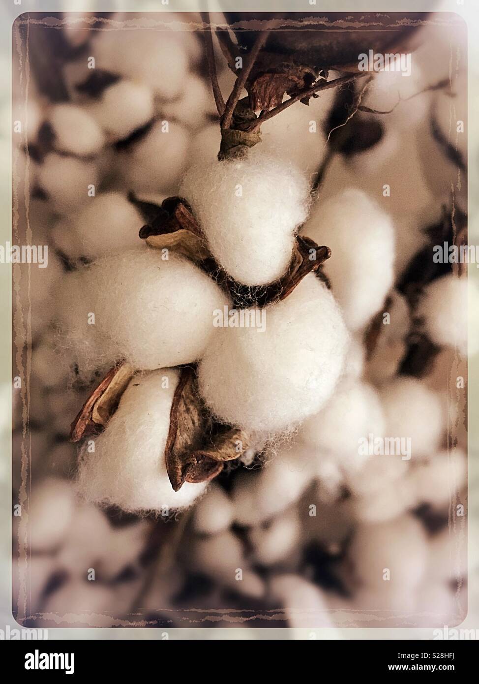 Cotton bolls Close up, USA Stock Photo - Alamy