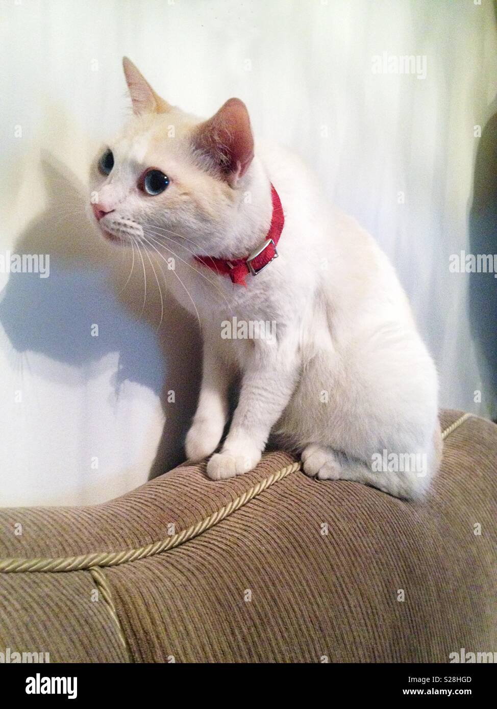 Communication with pets hi-res stock photography and images - Alamy