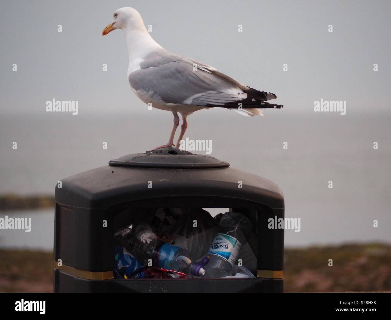 Pollution scotland waste hi-res stock photography and images - Alamy