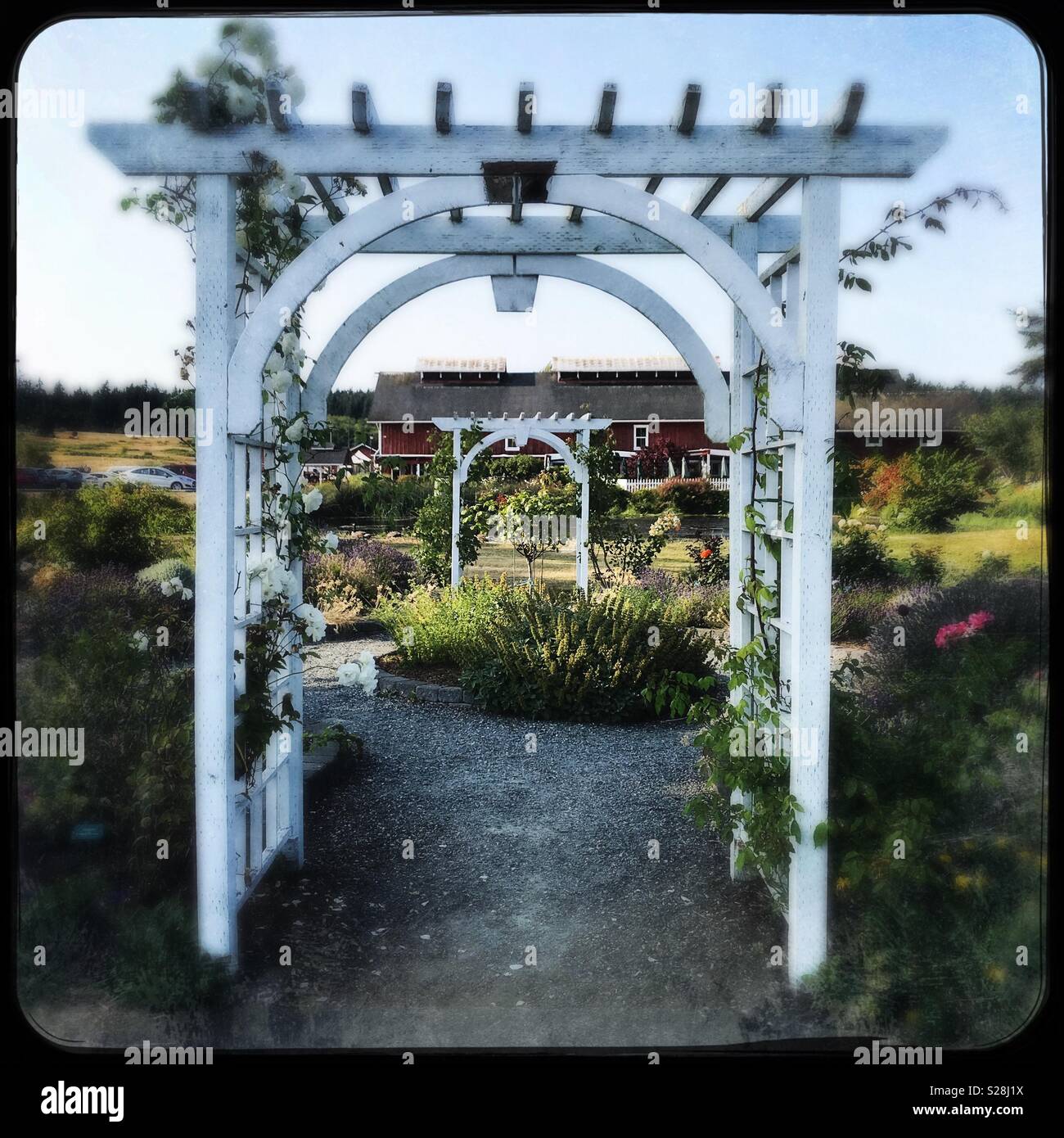Roses arbor garden trellis hi-res stock photography and images - Alamy