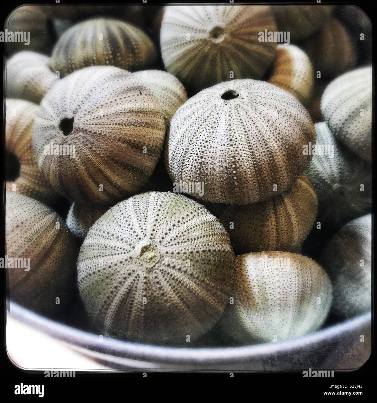 Sea urchin shells hi-res stock photography and images - Alamy Sea urchin shells hi-res stock photography and images - Alamy