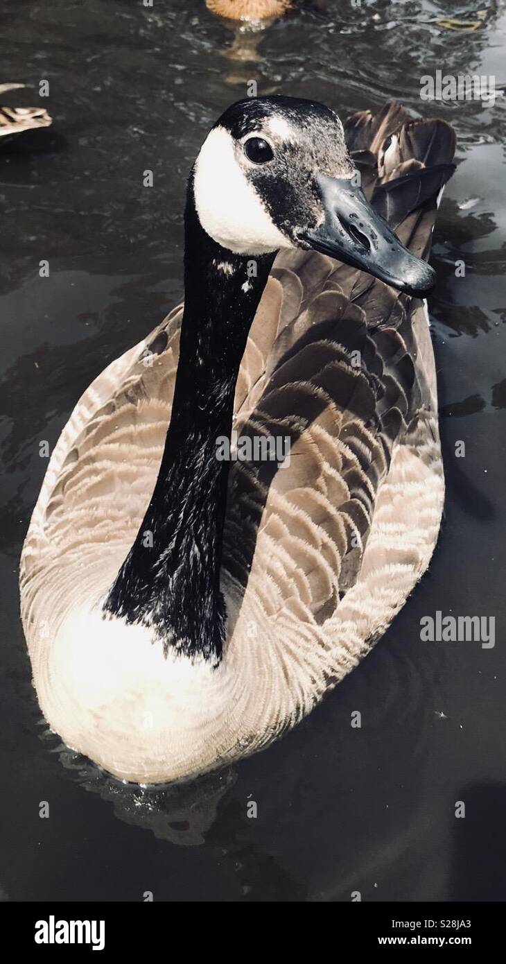 Goosey hi-res stock photography and images - Alamy