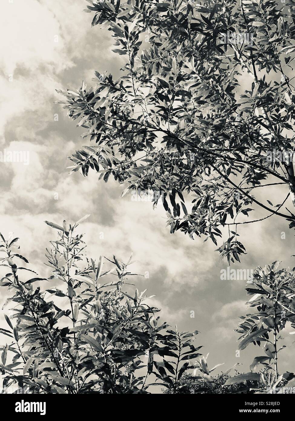 Mono textures hi-res stock photography and images - Alamy