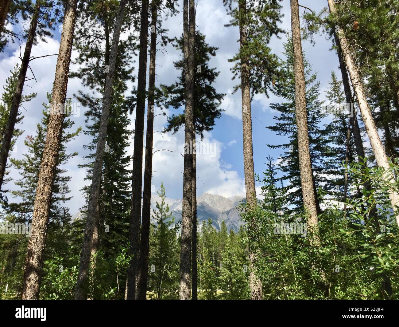 Banff trees hi-res stock photography and images - Alamy