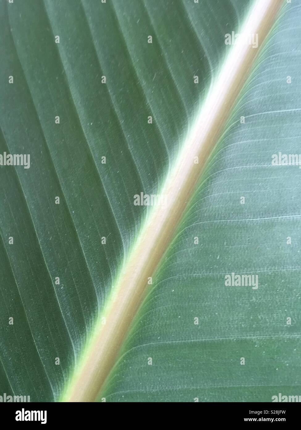 Tropical leaf on a diagonal with lines and textures in colour Stock ...