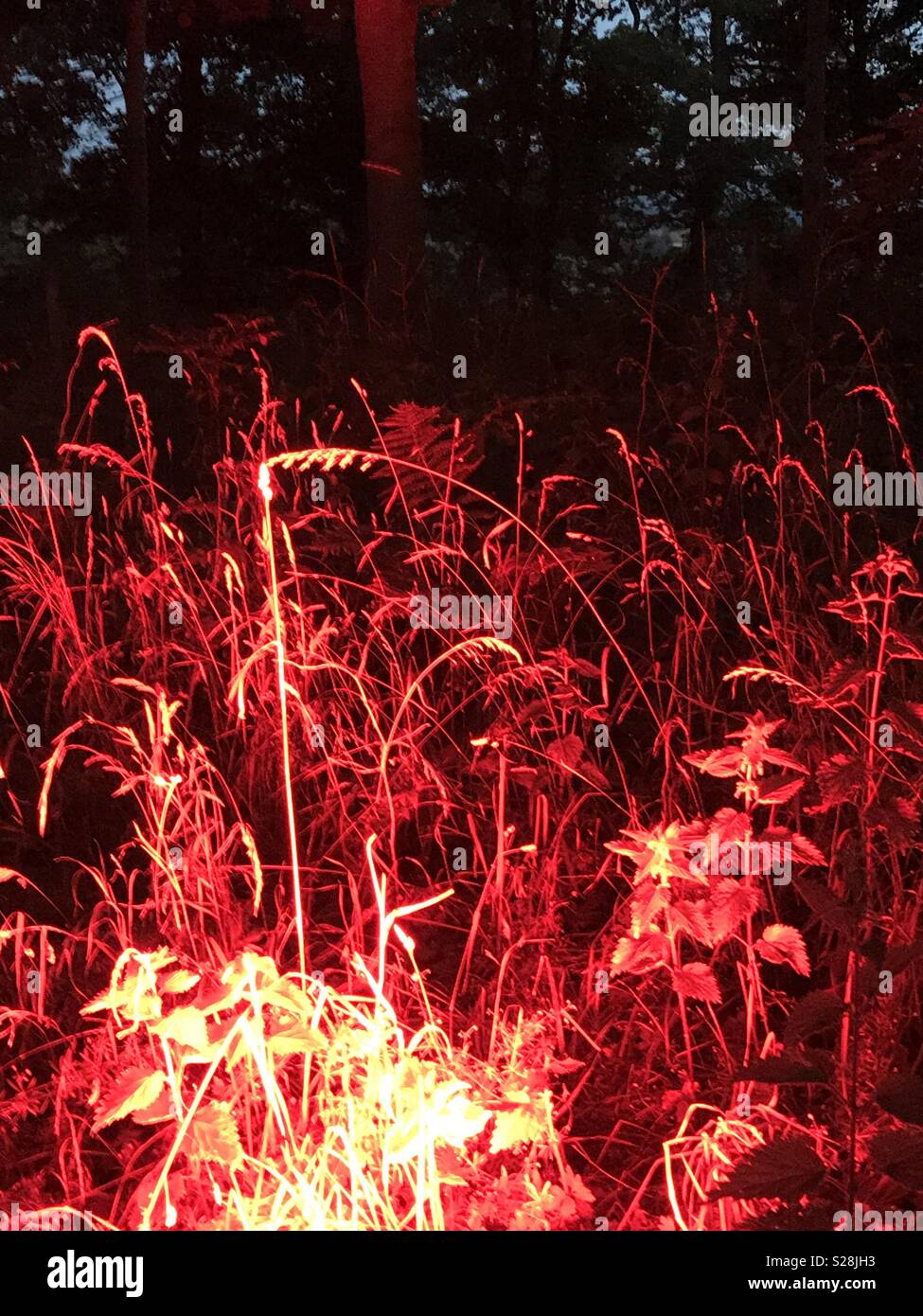 Red grass hi-res stock photography and images - Alamy