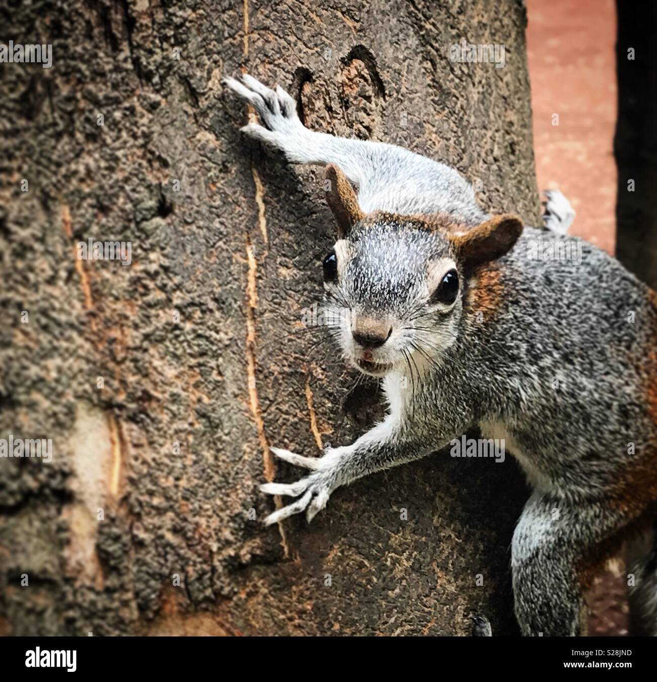 A squirrel on a tree in Coyoacan, Mexico Stock Photo - Alamy