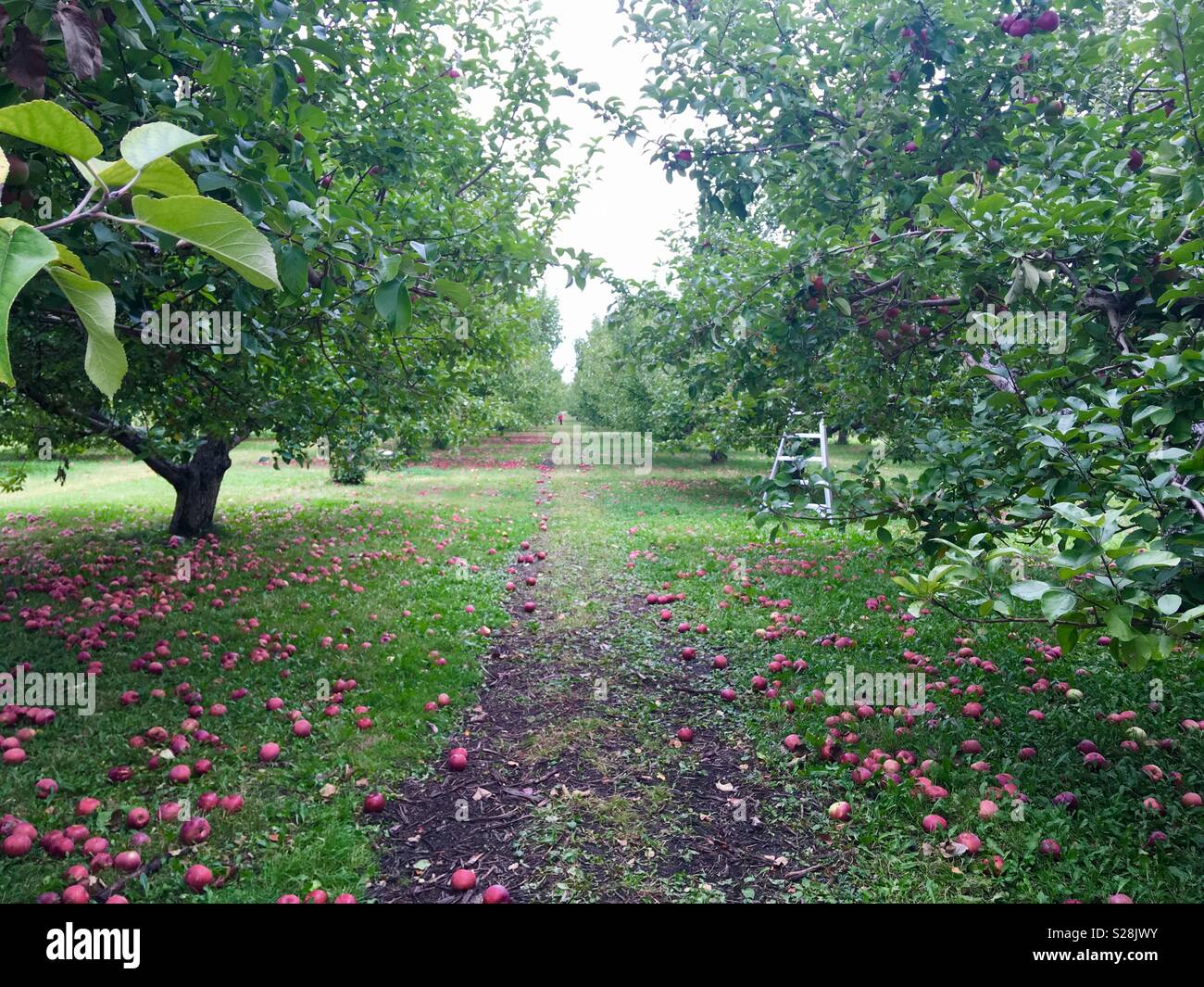 árboles de manzana hi-res stock photography and images - Alamy