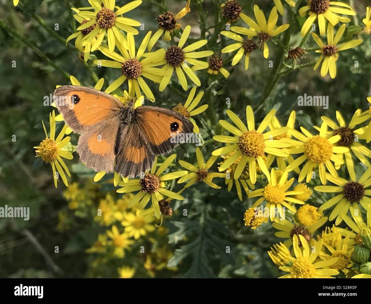 Gatekeeper butterflies hi-res stock photography and images - Alamy