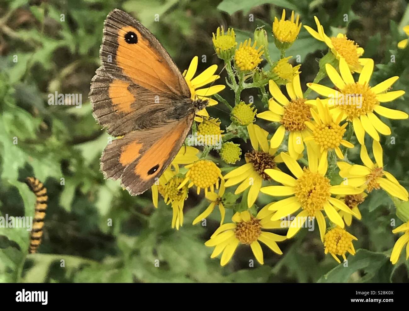 A Gatekeeper butterfly on Ragwort, and a Cinnabar Moth Caterpillar in a ...