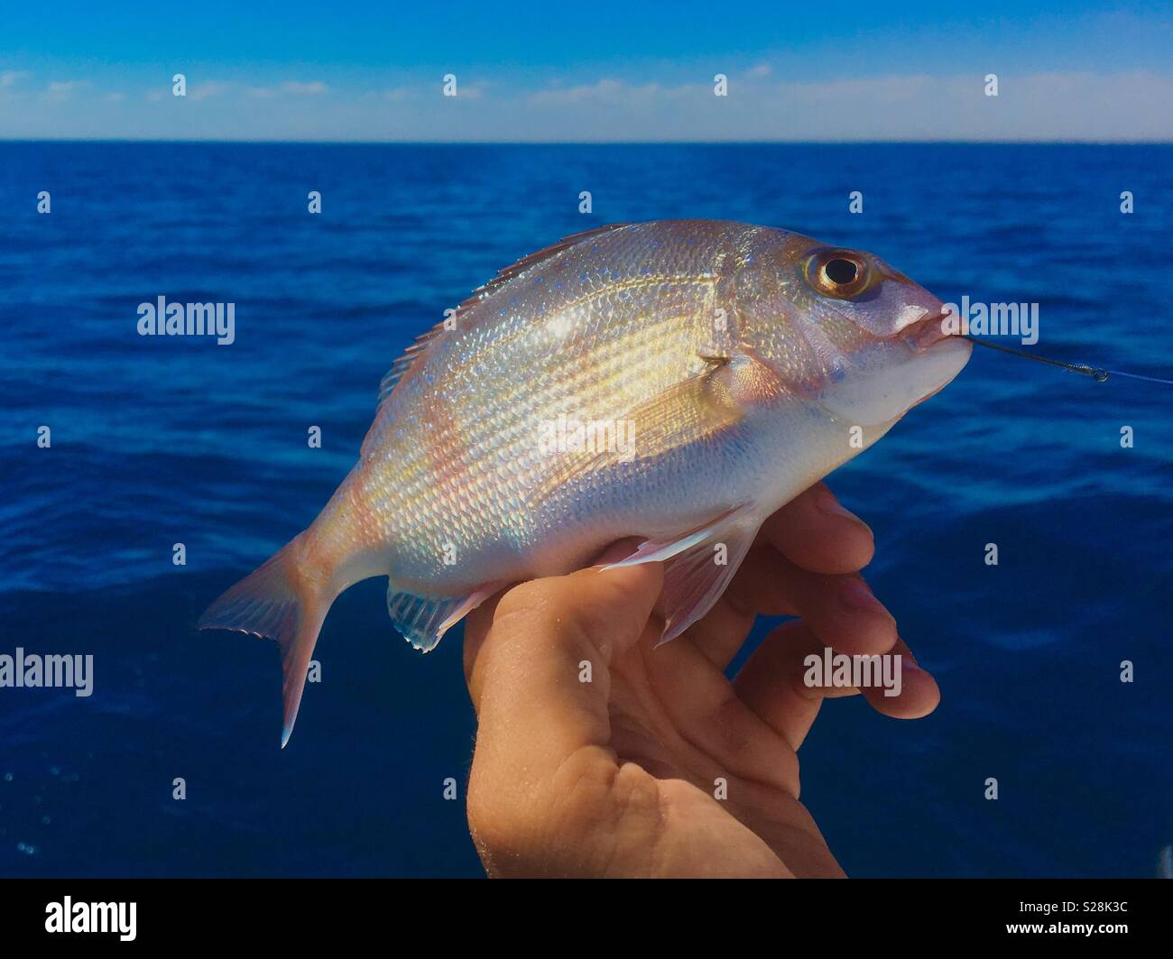 Snapper australia hi-res stock photography and images - Alamy