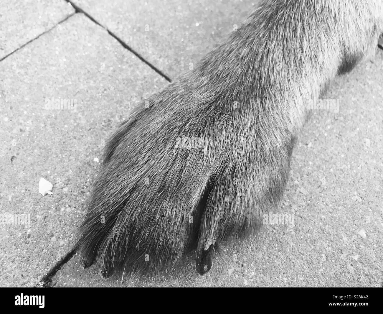 Dog paws black hi-res stock photography and images - Alamy