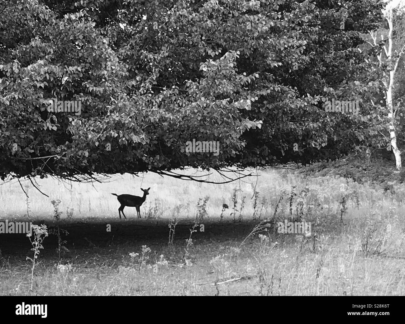 Cannock chase wildlife hi-res stock photography and images - Alamy