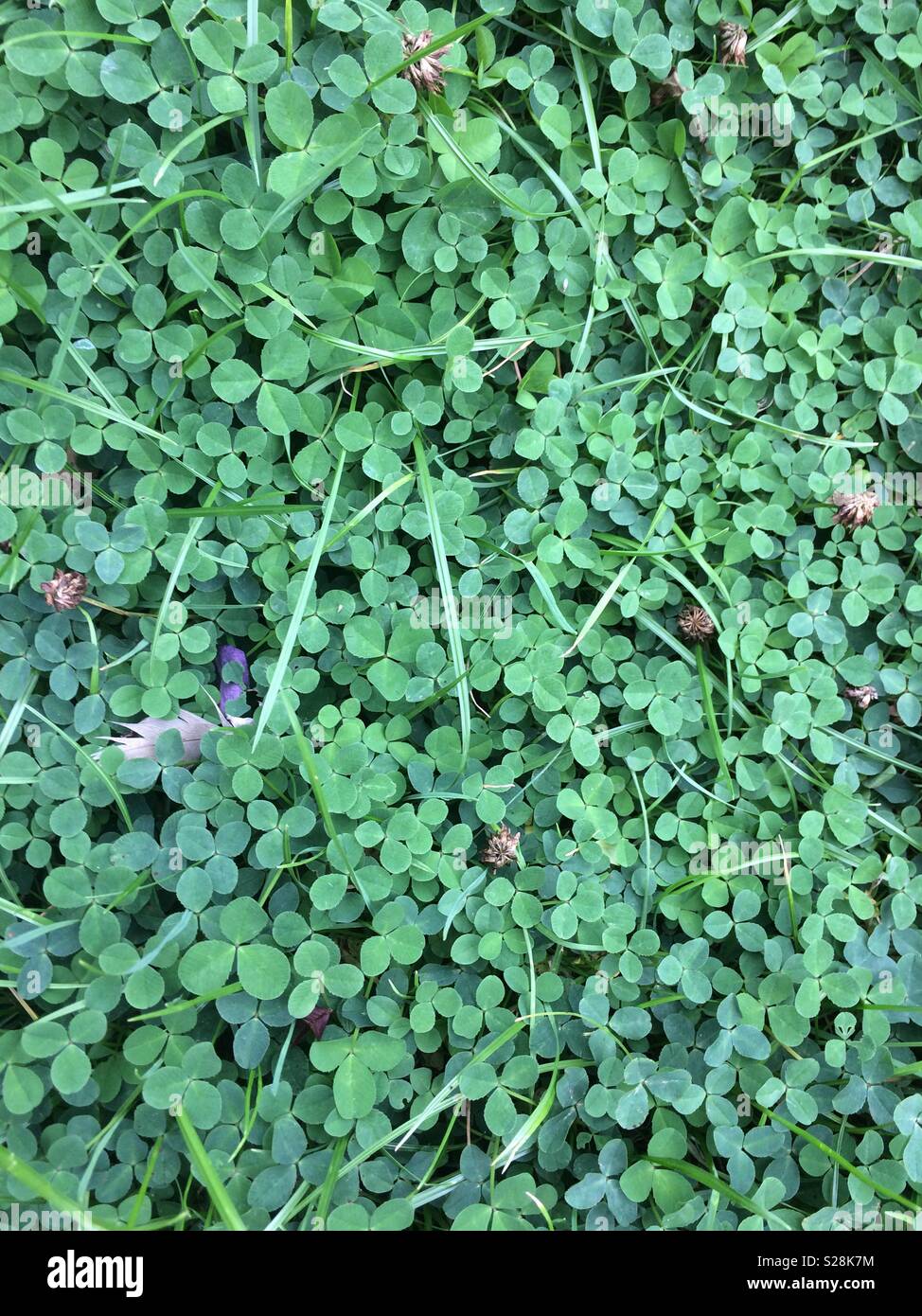 Field field of clovers hi-res stock photography and images - Alamy