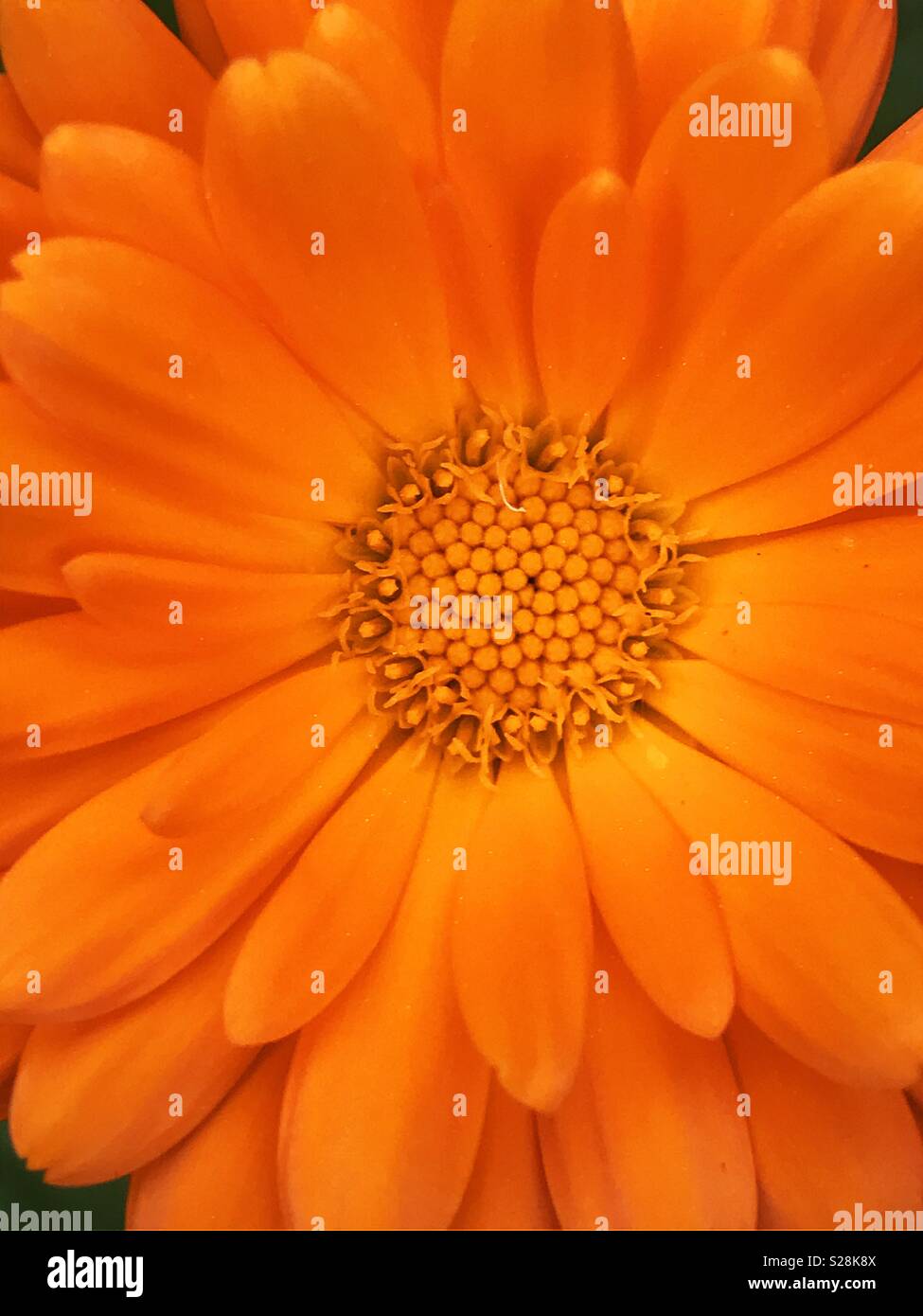 Orange flower flowering petals hi-res stock photography and images - Alamy
