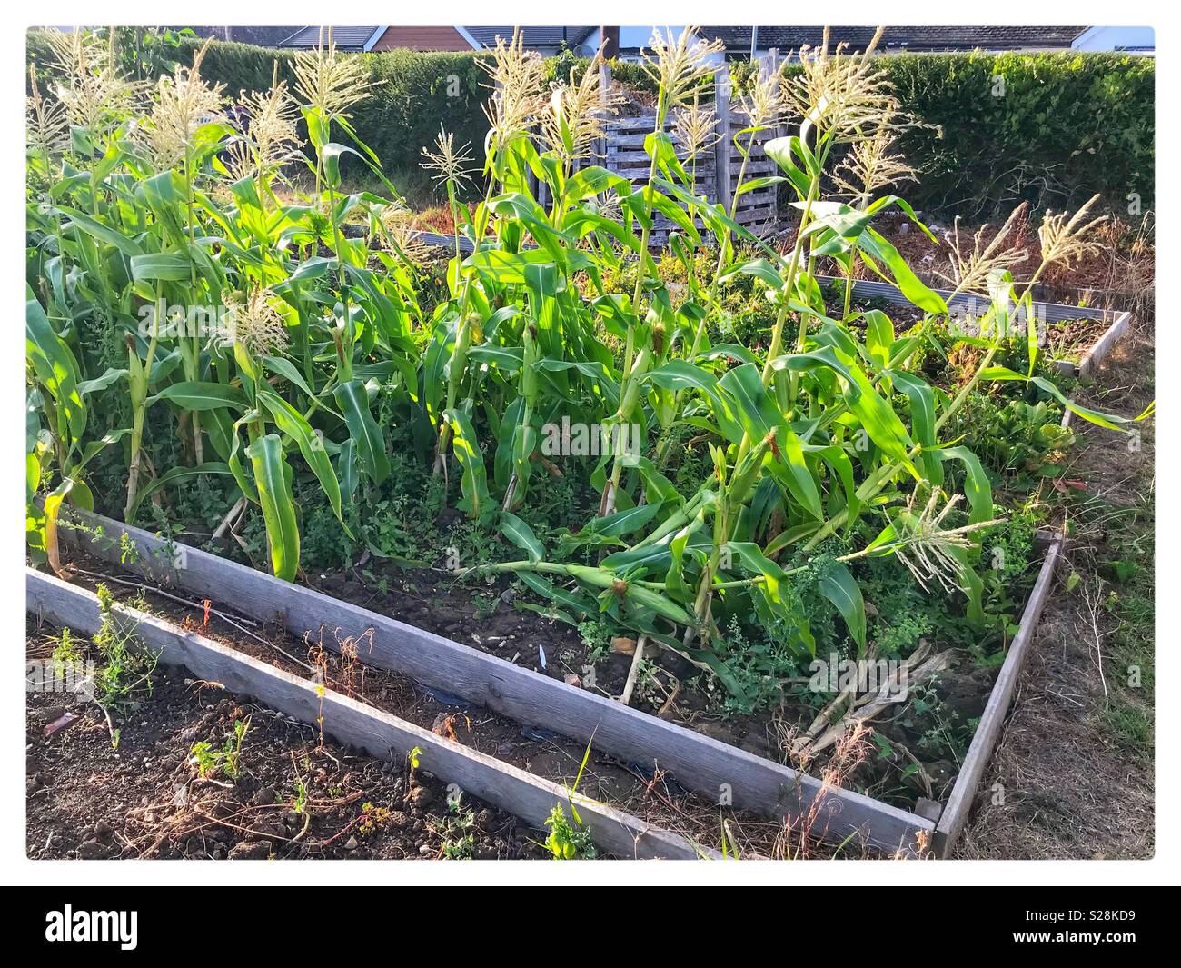 Wind damage not aftermath not football hi-res stock photography and ...
