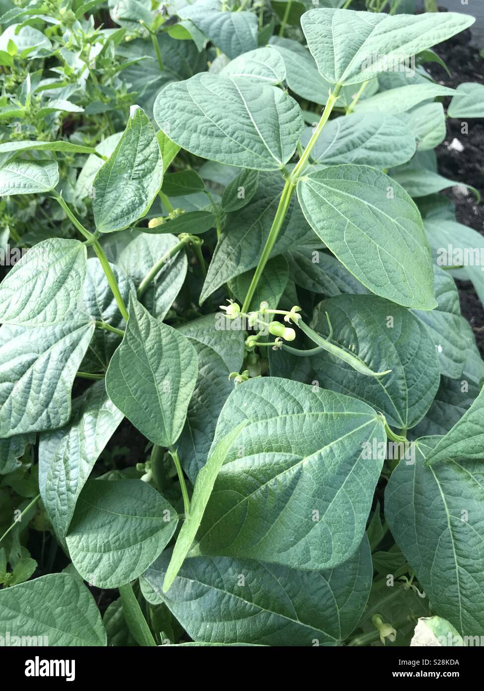 Dwarf beans hi-res stock photography and images - Alamy