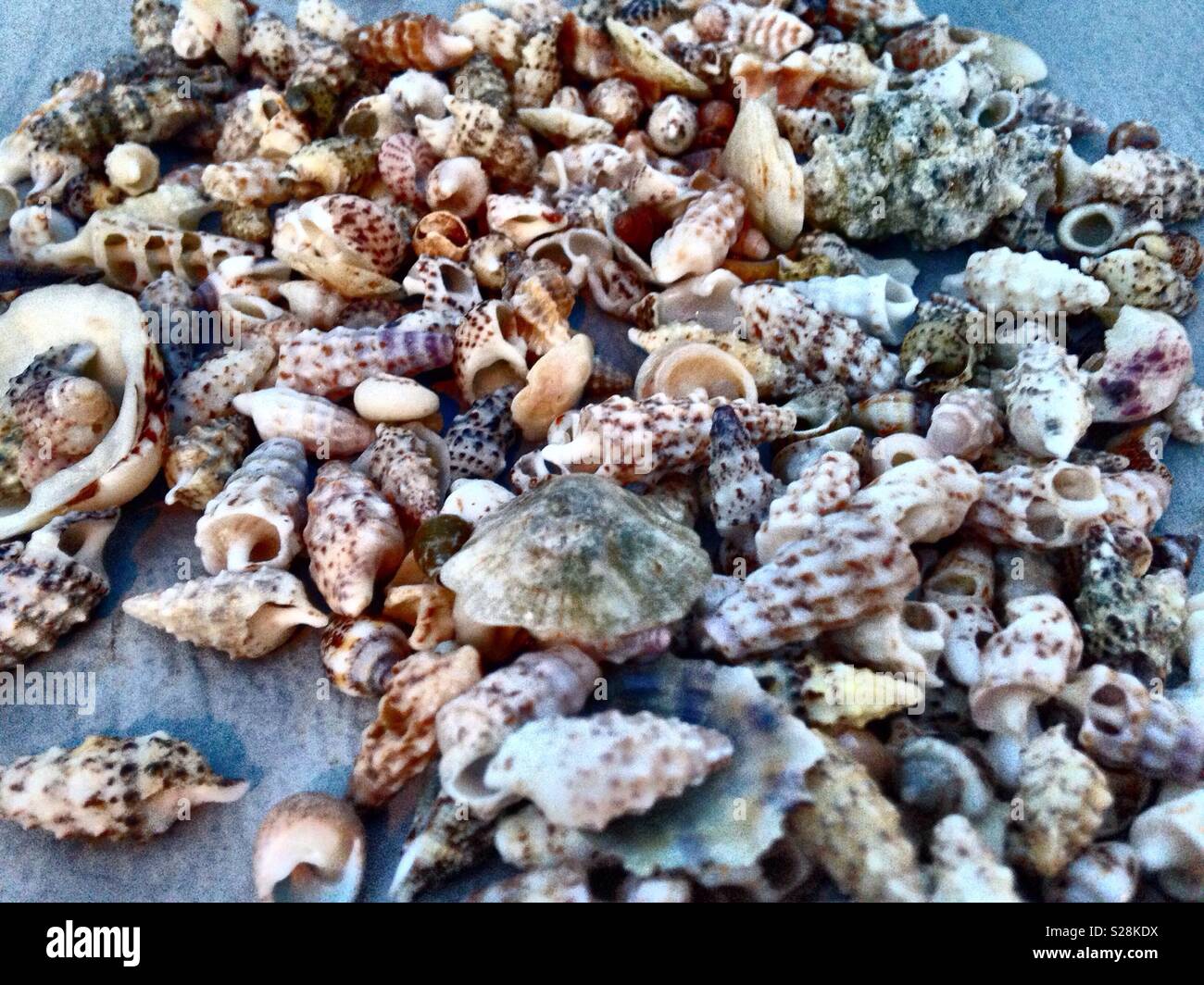 Collection of sea shells hi-res stock photography and images - Alamy